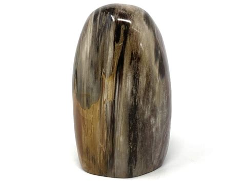 Fossil Wood Freeform Buy Fossilised Wood Fossils Online Madagascan