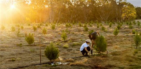 How Emily Mcwaters Manages Her Sydney Based Business From Kangaroo