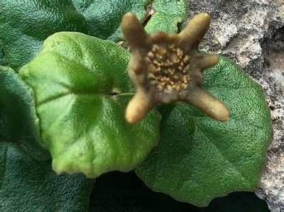 Caudiciform Dorstenia Socotrana