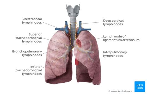 Incidental Pneumonectomy Reasons Recovery And Anatomy Kenhub