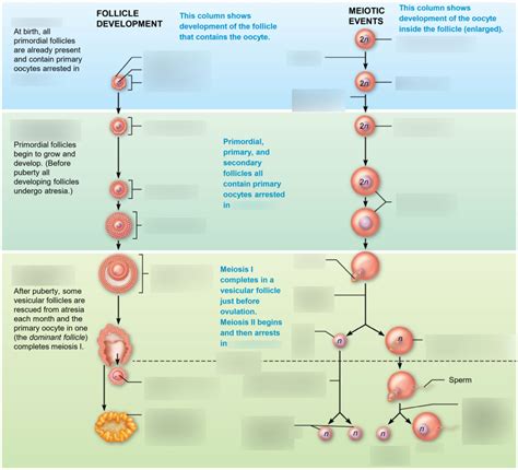 Oogenesis And Follicle Development Labeling Diagram Quizlet