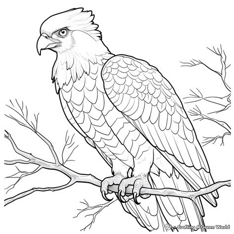 Eagle Adult Coloring Pages Free And Printable