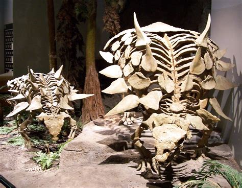 Squelettes De Gastonia Musée De La Vie Antique De Lamérique Du Nord