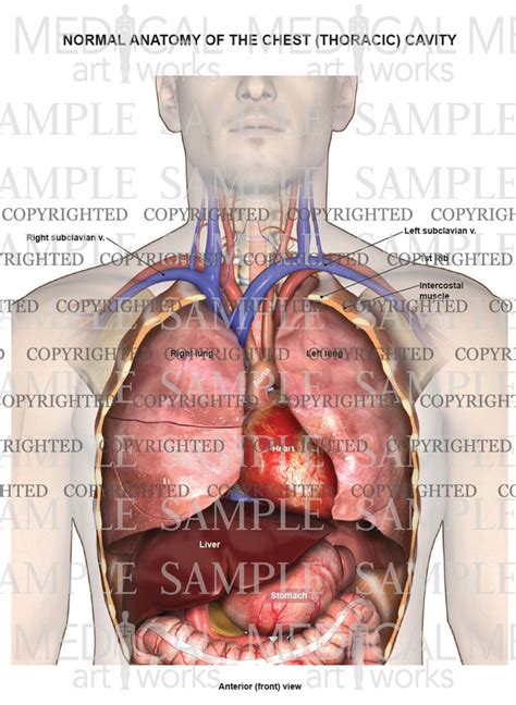 Chest Anatomy