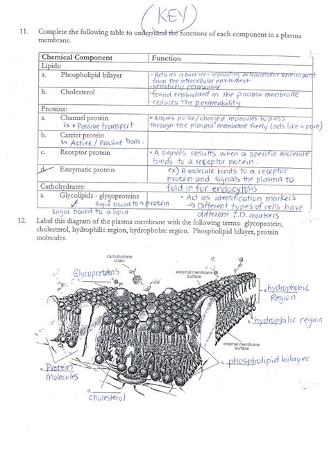 Lipids Worksheet Answer Key 32 Lipids Worksheet Answer Key Worksheet