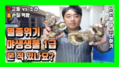나팔소라 나팔고둥멸종위기 야생생물 1급feat 고동vs소라 리뷰 먹방triton Shell Mukbangボウシユボラ Youtube