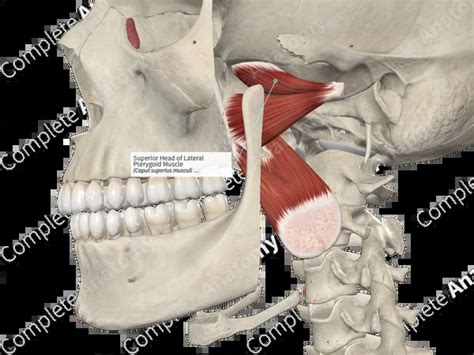 Medial Pterygoid Cadaver