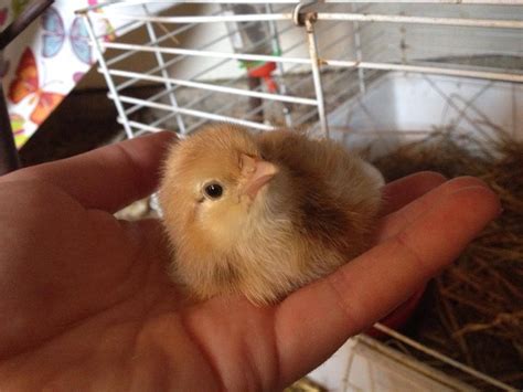 Staffansbo Gård Av Sex ägg Kläcktes Sex Dessa är Facebook