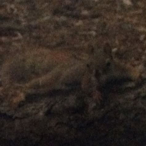 American Red Squirrel Project Noah