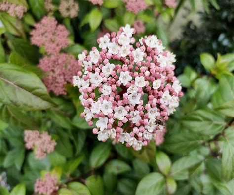 10 Best Wind Resistant Shrubs For Protection As Well As Color Homes