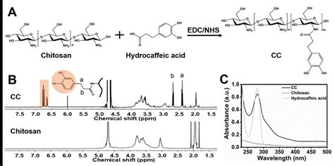 Synthesis And Characterization Of Chitosan Catechol Cc A The