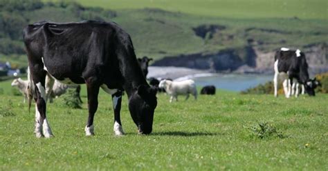 Uk Bse Risk Status Downgraded To ‘negligible