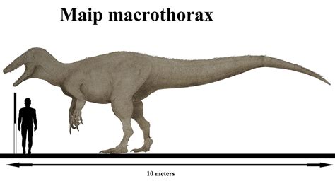 Maip Macrothorax By Teratophoneus On Deviantart