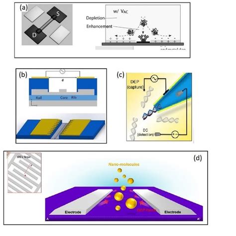 Examples Of Molecular Biosensors Combined With Dep For Analyte