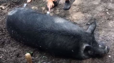 Forking A Pig Helps Them Relax And Its Adorable