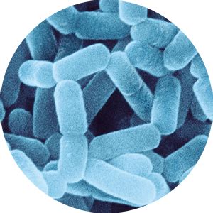 Lactobacillus Casei