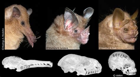 Short Snouts Gave Fruit Bats A Forceful Bite Live Science