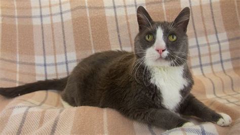 Pin On Hyperthyroid Cats 2015