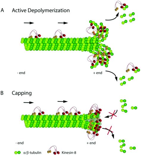 Proposed Models For Kinesin 8 Mt Depolymerization A The Active