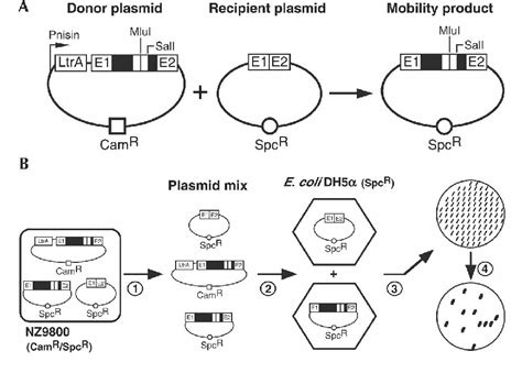 Figure 1 From Restriction For Gene Insertion Within The Lactococcus