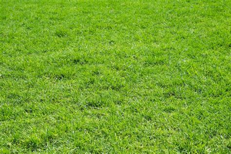 Premium Photo Green Grass Close Up