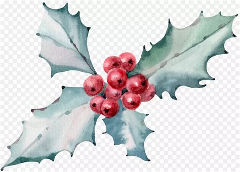 水彩红色果实冬青果png图片素材下载图片编号7295844 Png素材网