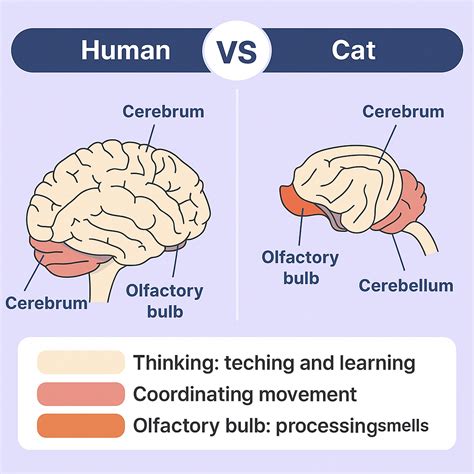 How To Keep Your Cat Happy Understanding Their Mind