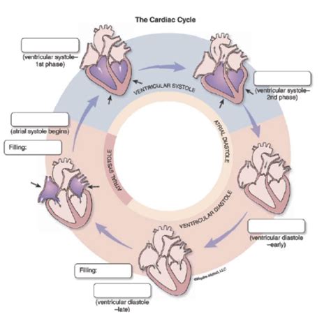Cardiac Cycle Diagram Quizlet