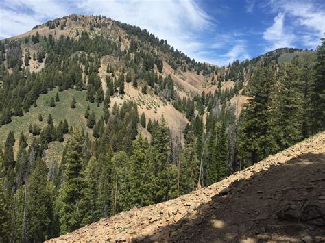 Pioneer Cabin Trail Idaho Alltrails