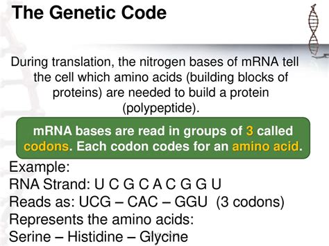 Amino Acid For Ucg At William Wooden Blog