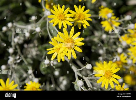 Senecio Greyi Asteraceae Yellow Flowering Shrub In A Sunny Surrey
