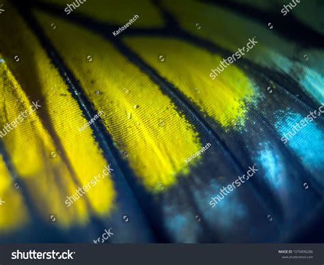 Butterfly Wing Under Microscope