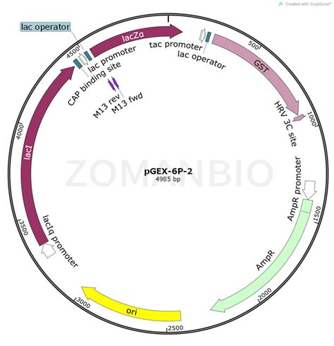 Pgex 6p 2质粒 北京庄盟国际生物基因科技有限公司