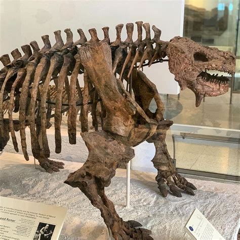 Scutosaurus