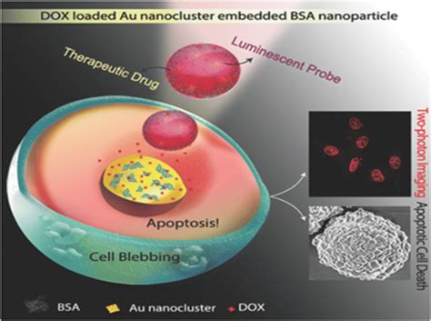 A Schematic Illustration Of The Formation Of Dox Auncs Embedded Bsa