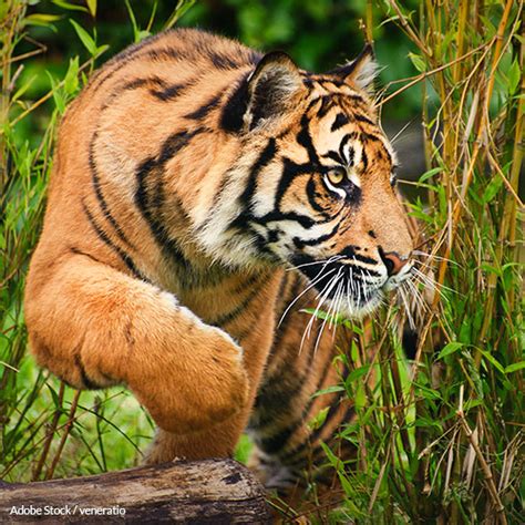 Sumatran Tiger Habitat