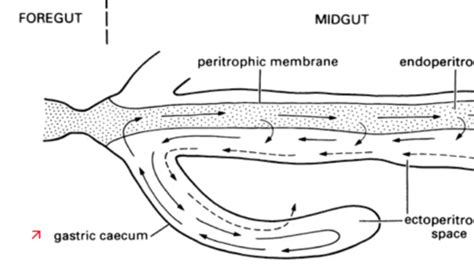Insect Internal Anatomy Digestion Flashcards Quizlet