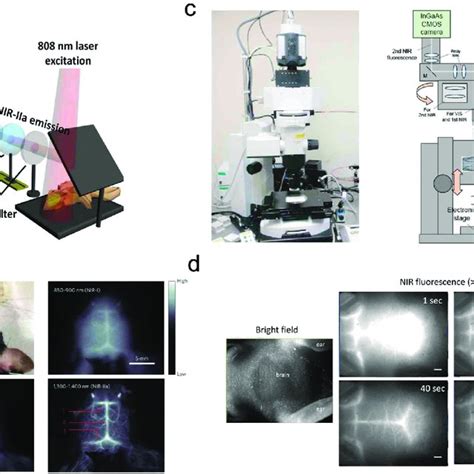 Pdf Near Infrared Fluorescent Protein And Bioluminescence Based