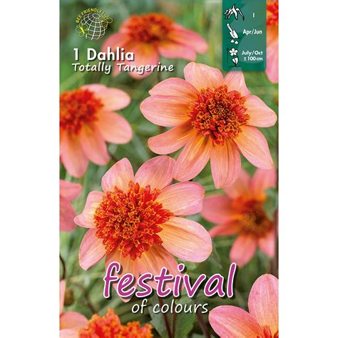 Dahlias Dahlia Totally Tangerine 1 Bulbe Schilliger