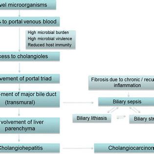 Postulated Pathogenesis Of Recurrent Pyogenic Cholangitis Download Scientific Diagram