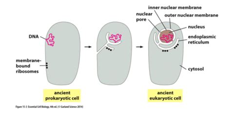 Cell Biology Chapter 15 Cell Compartments Flashcards Quizlet