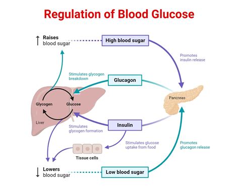 Pancreatic Cells Types Structure Functions Diseases