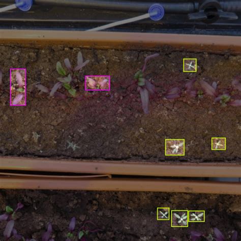 Weed Crop Aerial Kaggle