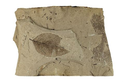 225 Fossil Plant Alnus Leaf Mcabee Bc 277740 For Sale