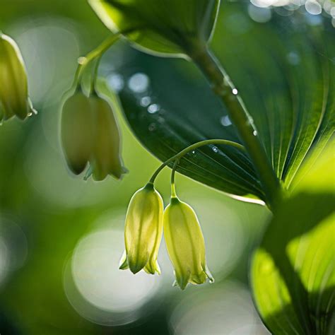 Polygonatum Biflorum Prairie Restorations Inc