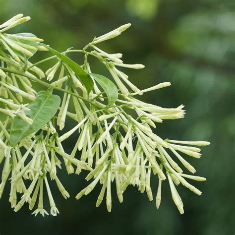 🌿 ヤコウボク（夜香木）を植え替えるには？（理想的な時期、方法、その後の世話）