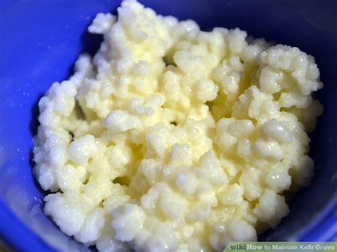 How To Maintain Kefir Grains 6 Steps With Pictures Wikihow