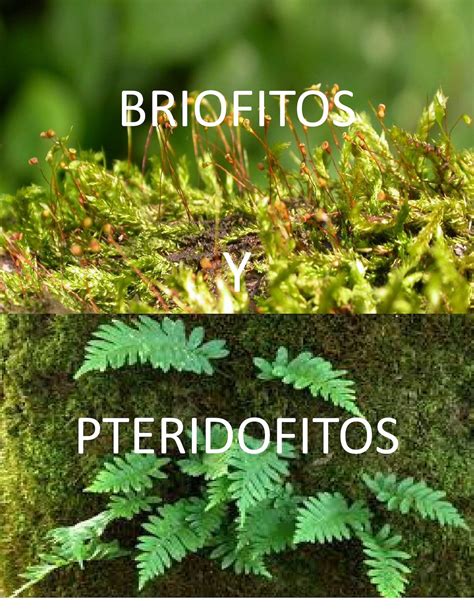Calaméo Briofitos Y Pteridofitos