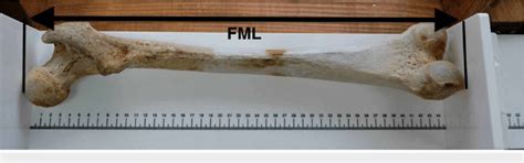 The Right Femoral Bone Fml Femur Maximum Length Download Scientific
