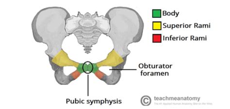 Superior Pubic Ramus Meaning What To Know About Sclerotic Lesions Vwnk